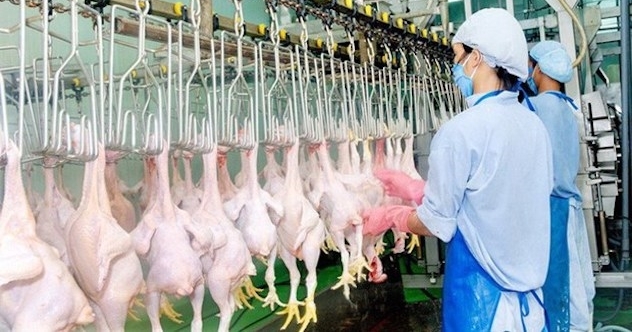 Domestic poultry sellers face tough competition from imported chicken