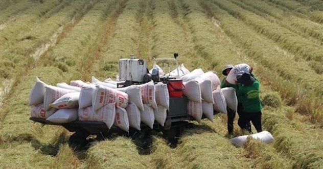 Market diversification crucial for rice sector: Experts
