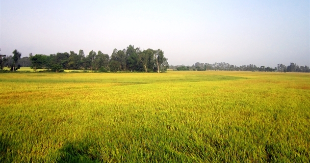 Đồng bằng sông Cửu Long nâng diện tích trồng lúa vụ Thu Đông lên 700.000 ha