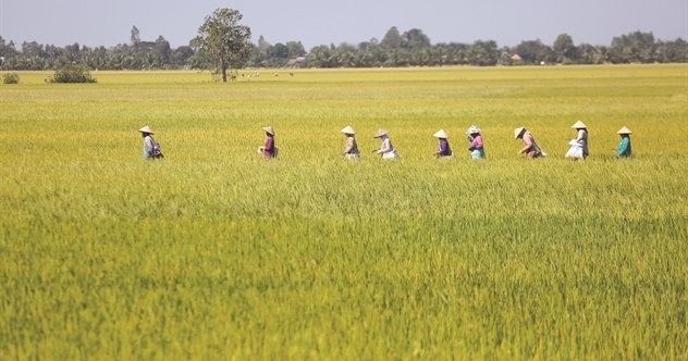 Rising rice prices could send exporters into a price trap