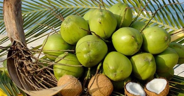 Vietnam’s coconut exports expexted to reach $1 billion by 2025